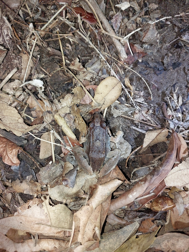 Turbo White-lipped Frog from R9QM+G74, Provincia de Guanacaste ...