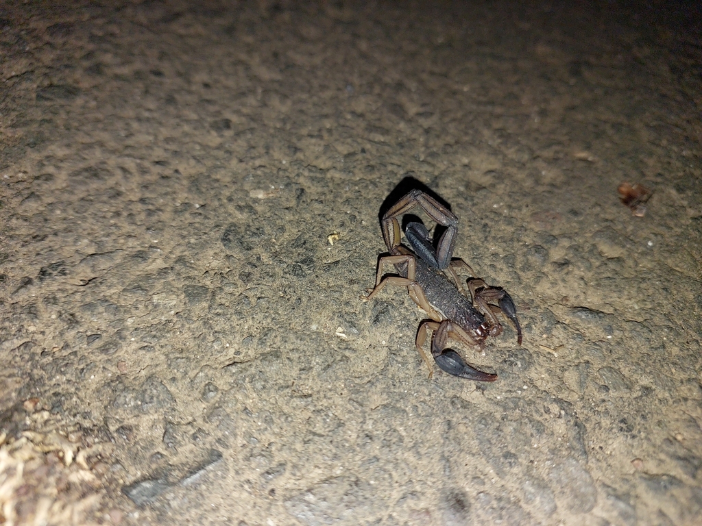 Alacrán de la corteza de cuerpo negro desde Guanacaste Province, Costa ...