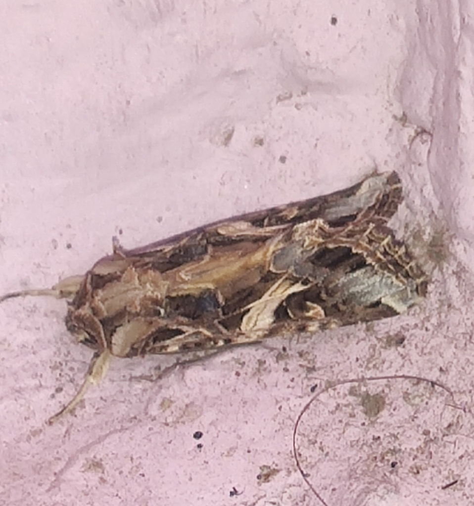 Oriental leafworm moth from FWH7+532, Naliapool, Dibrugarh, Assam ...