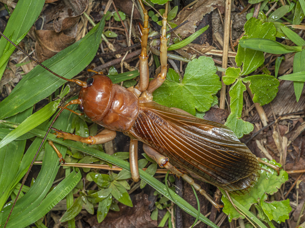Malaysian giant cricket from Bukit Fraser, 49000 Fraser's Hill, Pahang ...