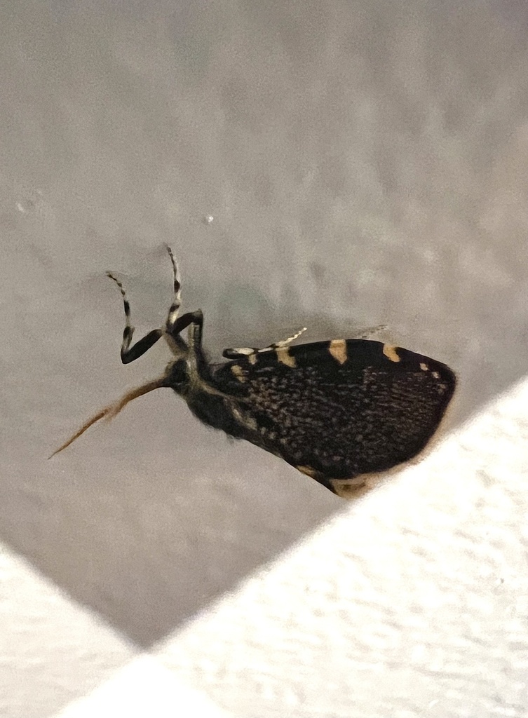 Australian bag moth from Nelson Bay Rd, Williamtown, NSW, AU on March ...