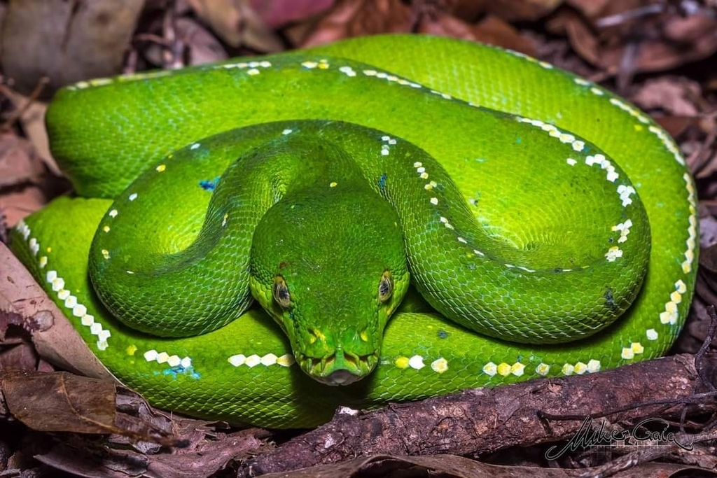 Southern Green Python from Lockhart QLD 4892, Australia on October 10 ...