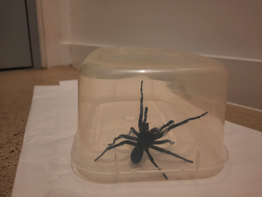 Darling Downs Funnel-web in March 2023 by Conor · iNaturalist