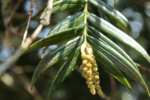 Catkin-Yews (Genus Amentotaxus) · iNaturalist