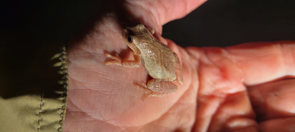 Spring Peeper from Union Township, PA, USA on March 23, 2023 at 08:21 ...