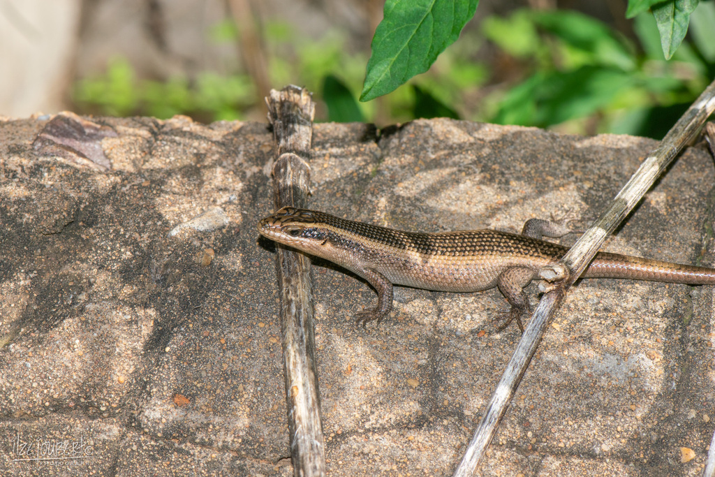 Speckled Rock Skink from Rietvallei 377-Jr, Pretoria, 0181, South ...