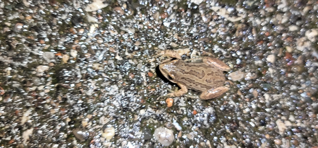 Boreal Chorus Frog in March 2023 by Dave Odd · iNaturalist