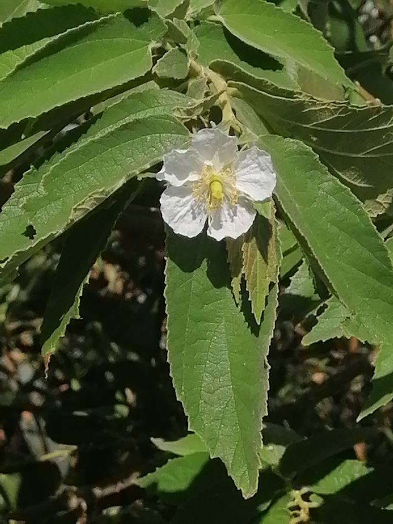 calabur tree from Othón P. Blanco, Q.R., México on March 24, 2023 at 11 ...