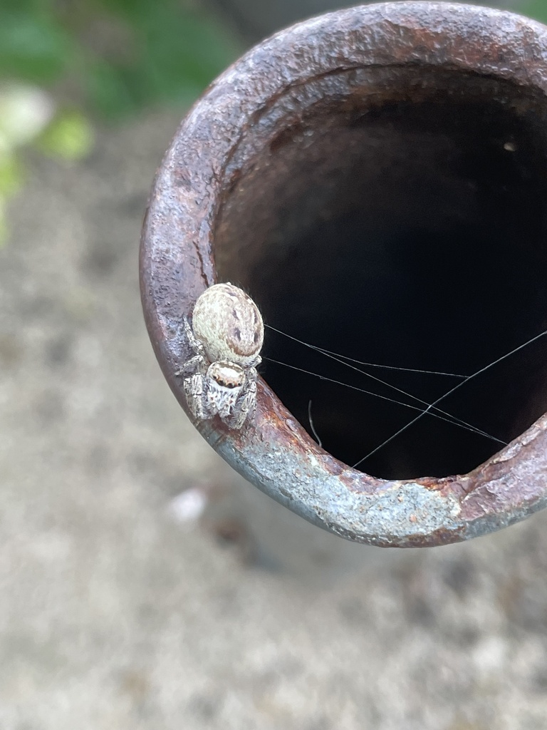 Bronze Jumping Spider in March 2023 by Cole Burrow. Never seen this ...