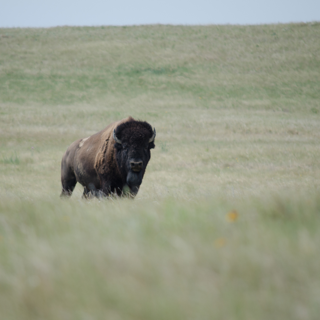 Plains Bison from Division No. 4, CA-SK, CA on July 01, 2015 by ...