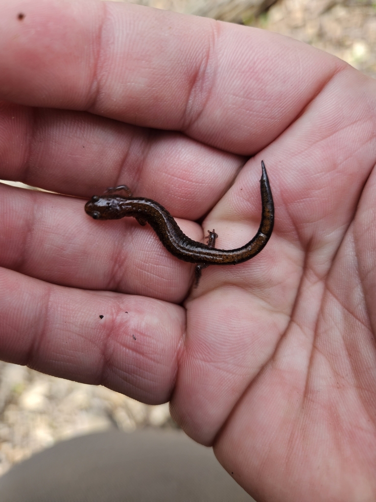 Southern Red-backed Salamander from Chattanooga, TN 37419, USA on March ...