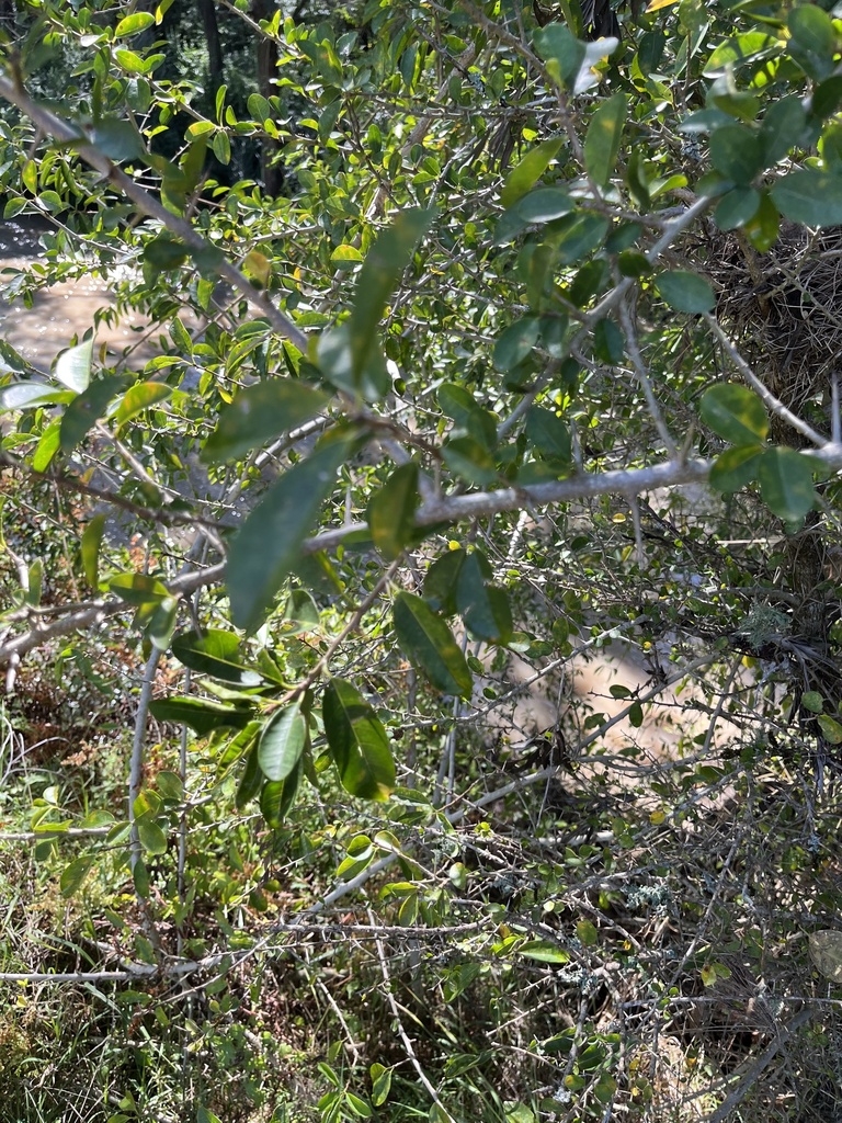 Cockspur Thorn from Dungog, AU-NS, AU on March 24, 2023 at 10:41 AM by ...
