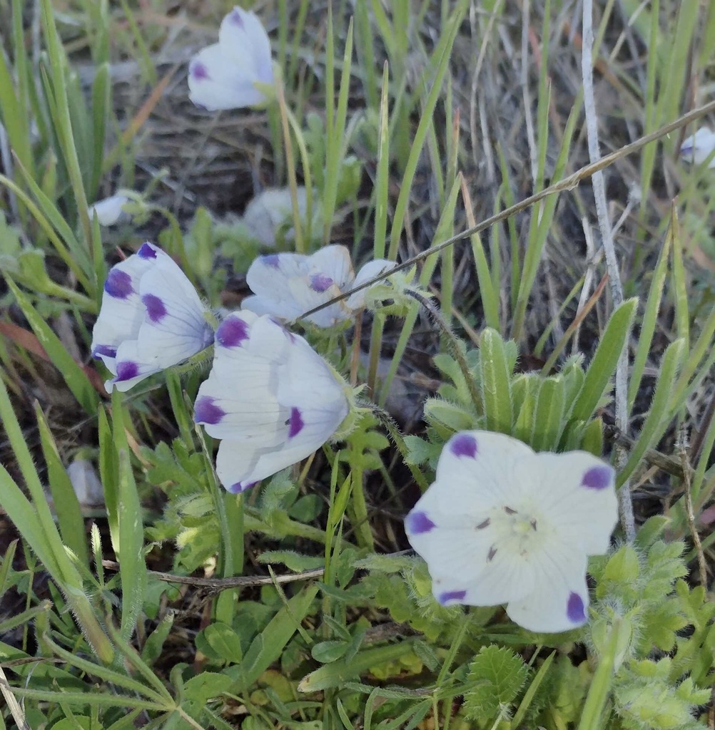 fivespot from Berg Ln, Loomis, CA, US on March 24, 2023 at 01:48 PM by ...