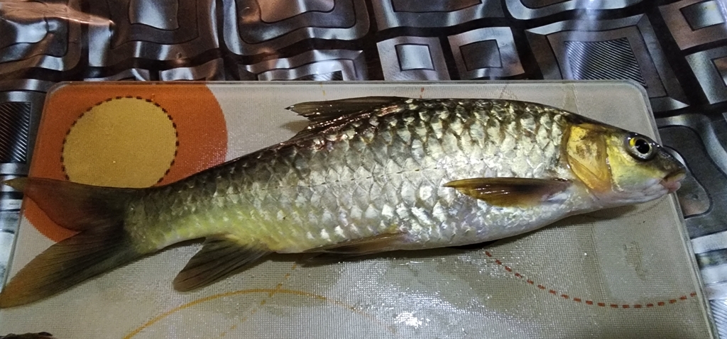 Large-scale Yellowfish from Schuinsdraai Nature Reserve, South Africa ...