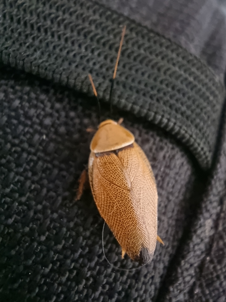 bush cockroach from Winton QLD 4735, Australia on March 25, 2023 at 08: ...
