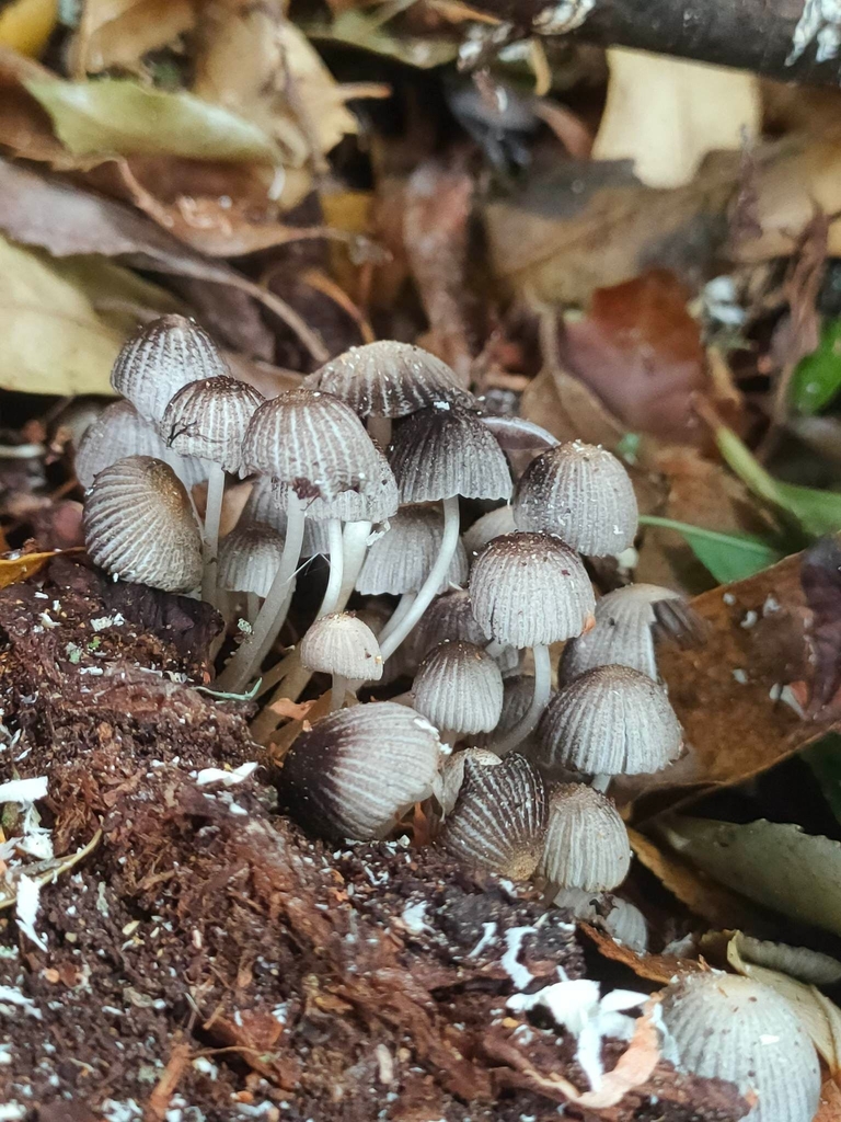Coprinellus by Belen Miño · iNaturalist