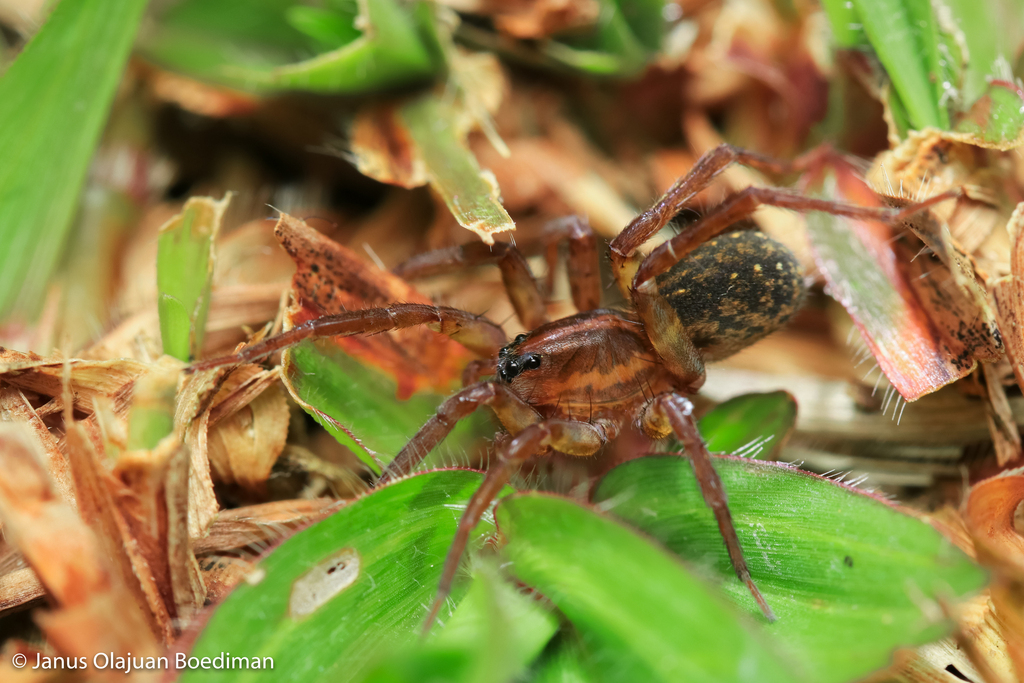 Trochosa in June 2018 by Janus Olajuan Boediman · iNaturalist