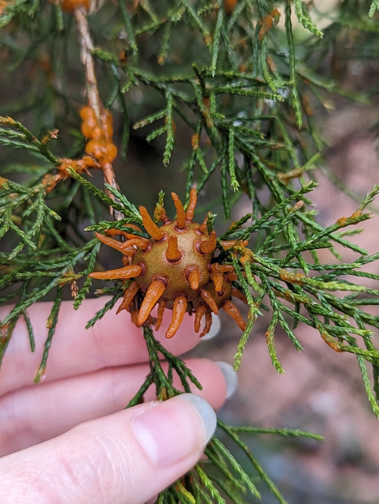 juniper-apple rust from Somerton, Philadelphia, PA 19116, USA on March ...