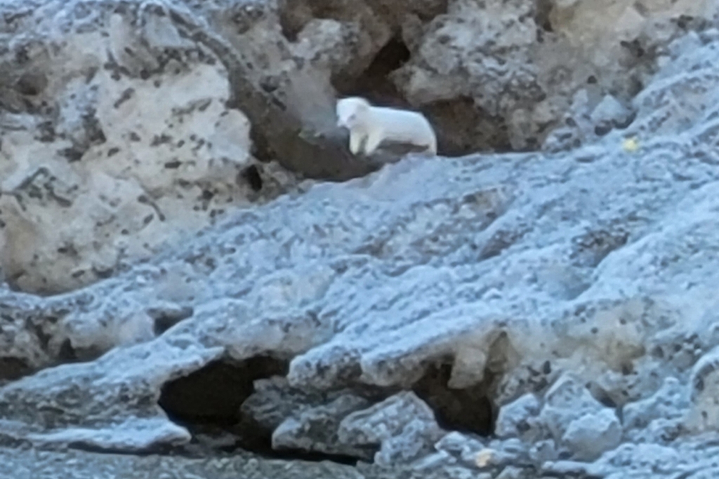Eurasian Stoat from Anchorage, AK 99587, USA on November 18, 2022 at 10 ...