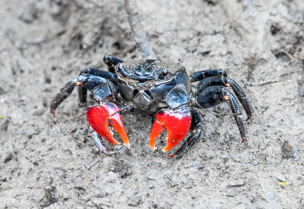 Mangrove Crab 𝐌𝐚𝐧𝐠𝐫𝐨𝐯𝐞 𝐜𝐫𝐚𝐛 🦀