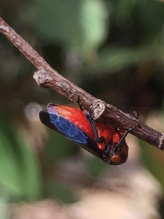 Orange Assassin Bug from Cottage Ct, Walkerville, VIC, AU on March 25 ...