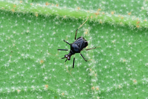 Angerianus maurus · iNaturalist