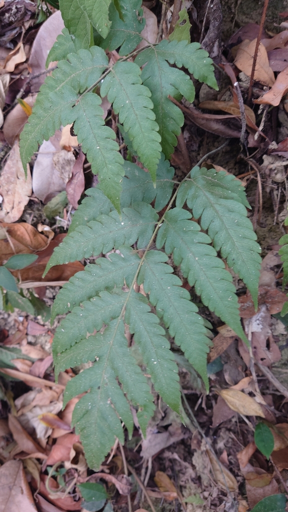 Tectaria fuscipes from Chiayi City, TW-TA, TW on March 25, 2023 at 12: ...