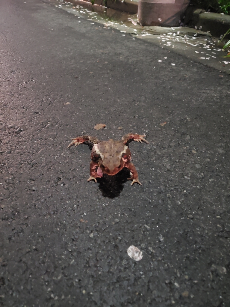 Eastern-Japanese Common Toad from 東中野 on March 25, 2023 at 06:35 PM by ...