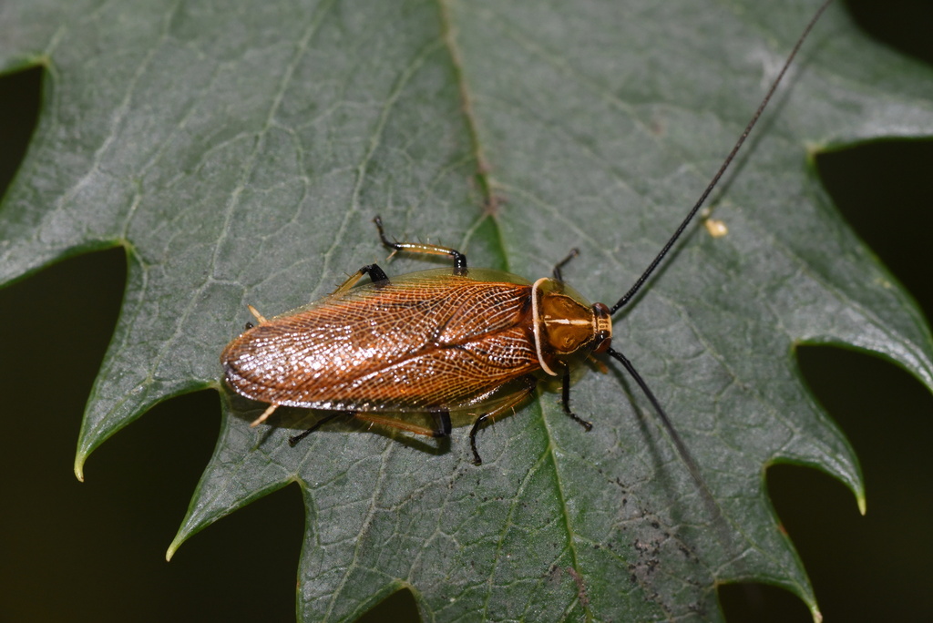 bush cockroach from Victoria Gardens, Prahran, VIC, AU on March 25 ...