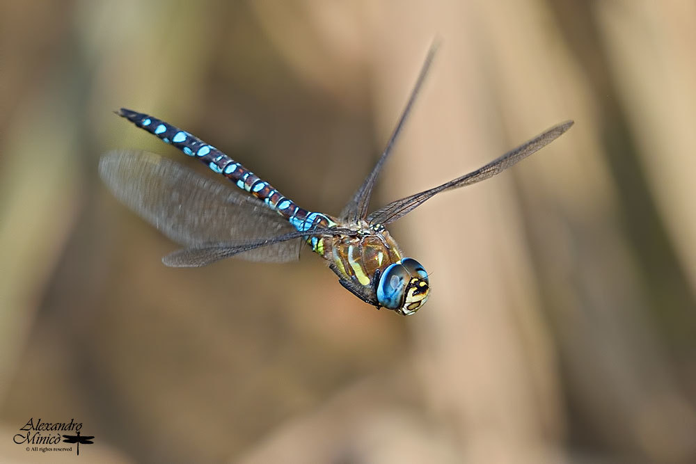 Migrant Hawker in October 2018 by Alexandro Minicò · iNaturalist
