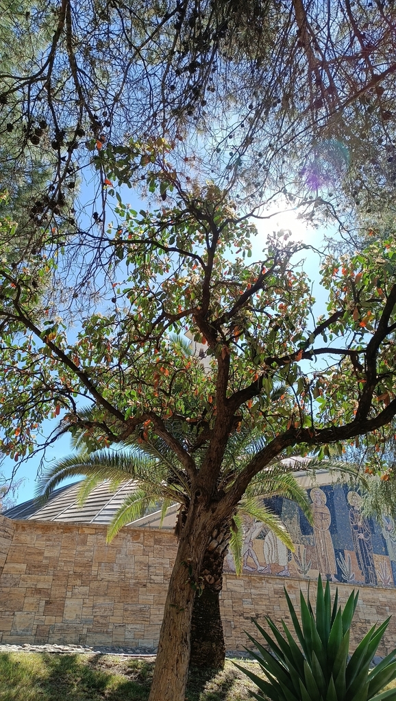 Red Silk Cotton Tree from Córdoba, ES-AN, ES on March 25, 2023 at 11:51 ...