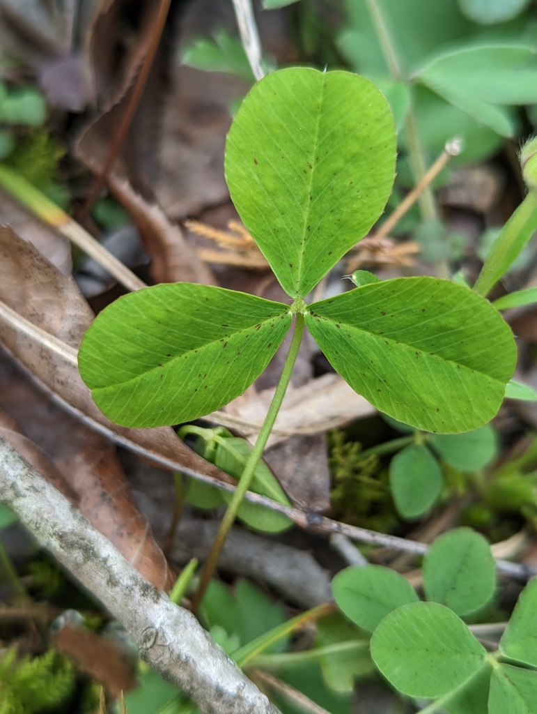 Running Glade Clover from Lebanon, TN 37090, USA on March 23, 2023 at ...