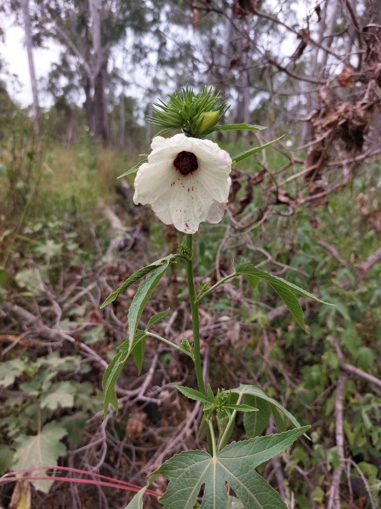 Merauke Hibiscus from Shoalwater QLD 4702, Australia on March 23, 2023 ...
