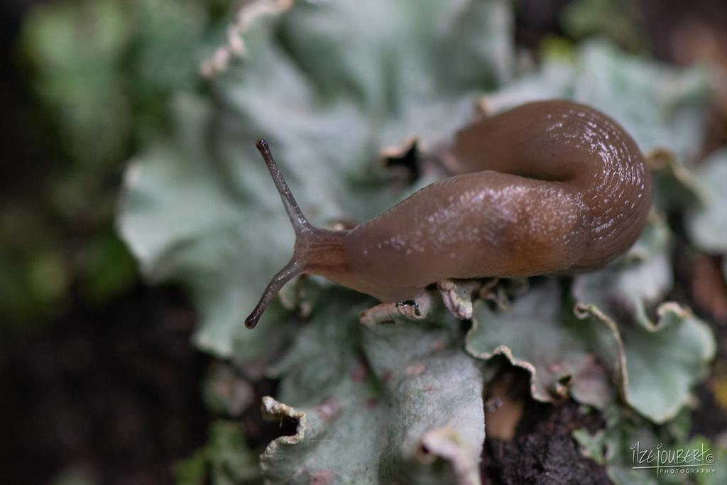 Smooth Land Slugs from Rietvallei 377-Jr, Pretoria, 0181, South Africa ...