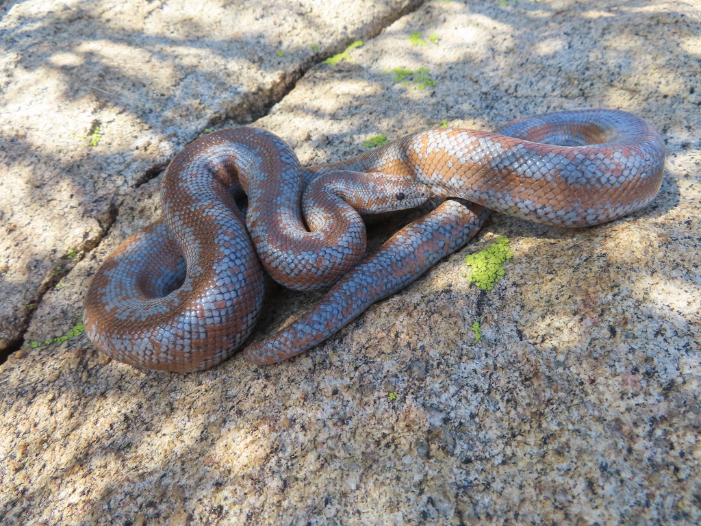 Coastal Rosy Boa in February 2023 by Brian Hinds · iNaturalist