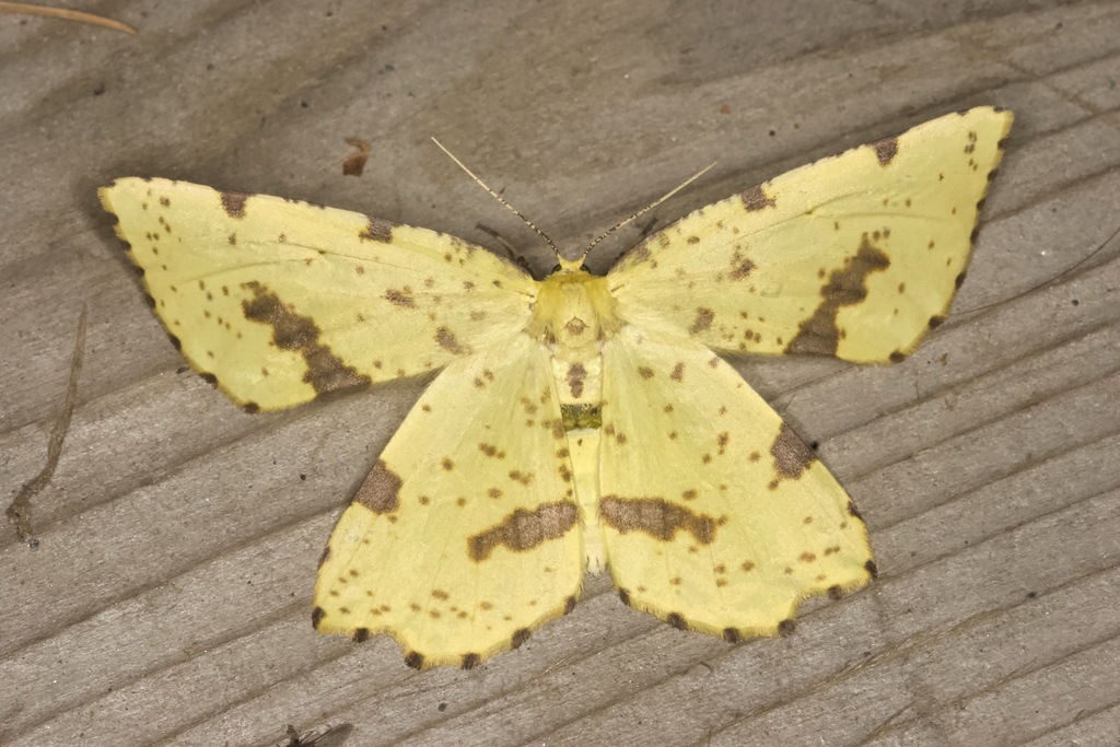 Crocus Geometer Moths from North Branch Nature Center, Montpelier, VT ...