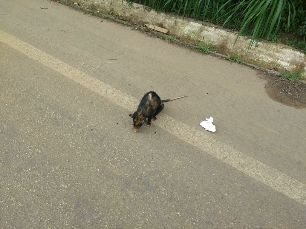 Big-eared Opossum from Guaçuí - ES, Brasil on November 22, 2020 at 12: ...
