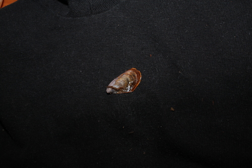 Brachidontes mutabilis · iNaturalist Ecuador