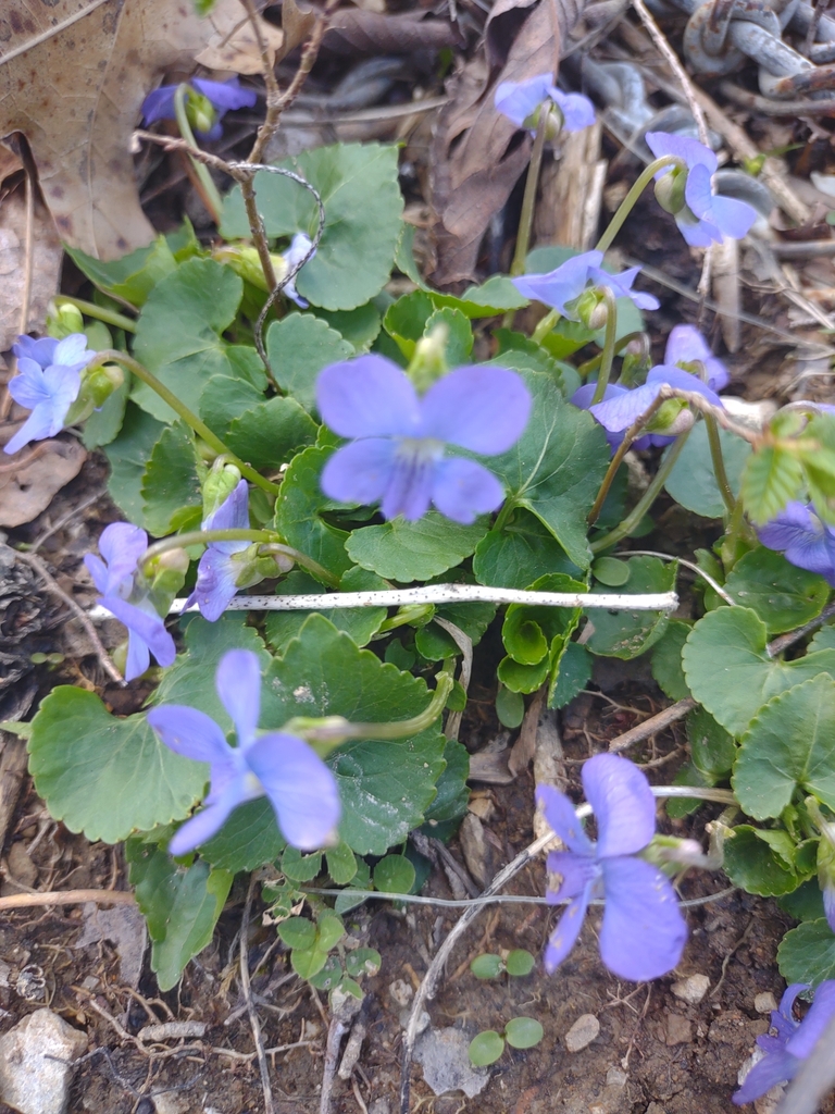 common blue violet from Somerset, KY 42503, USA on March 25, 2023 at 01 ...