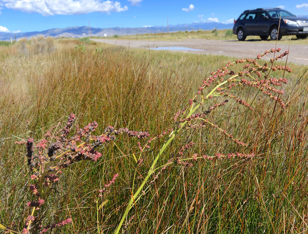 thickleaf orach from Saguache County, CO, USA on July 18, 2018 by ...