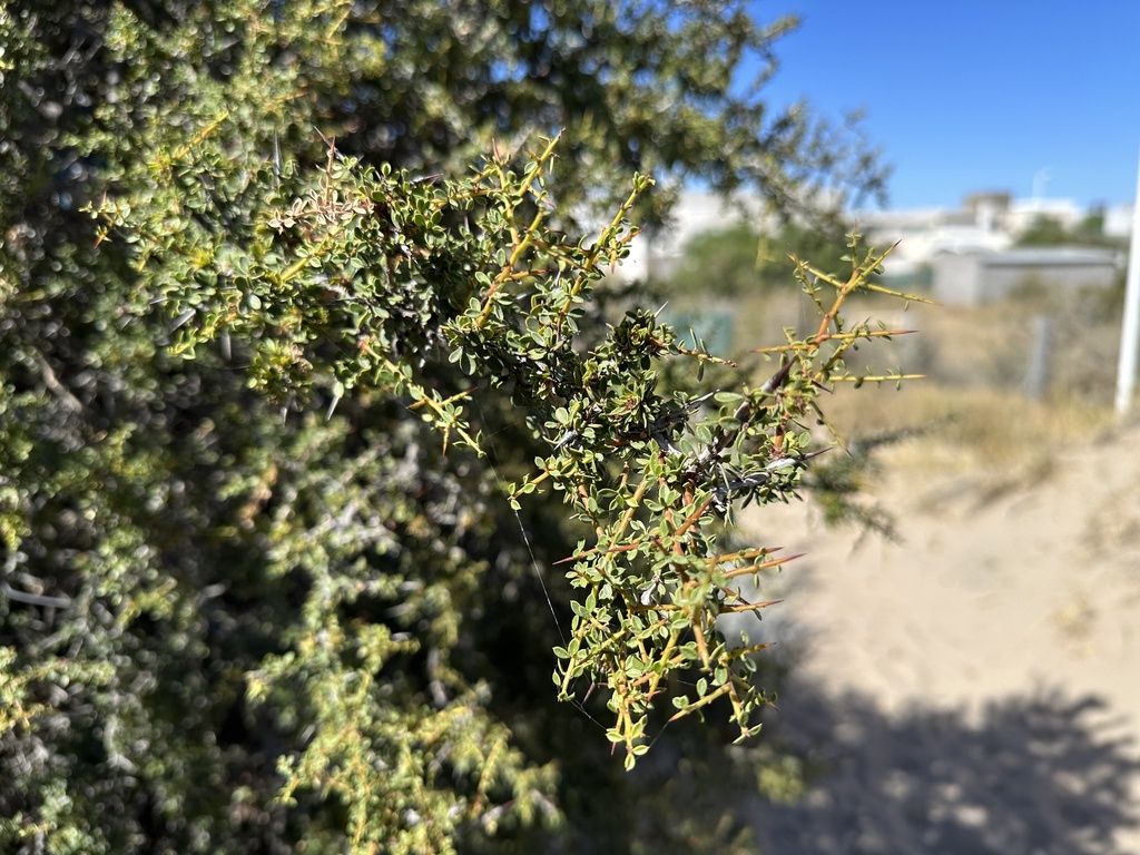 Condalia microphylla from María Ebene de Meisen, Puerto Madryn, Chubut ...