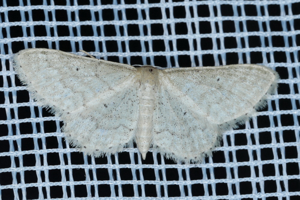 Dotted Border Wave from 94051 Hauzenberg, Deutschland on August 1, 2018 ...