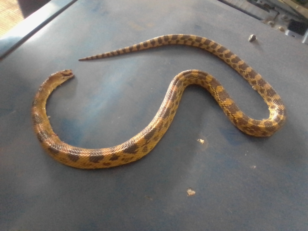 Mexican Bull Snake from Ahuazotepec on March 25, 2023 at 02:20 PM by ...