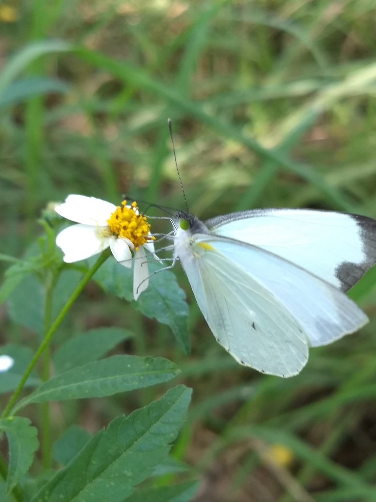 Leptophobia aripa elodia from Canteras, Monterrey, N.L., México on ...