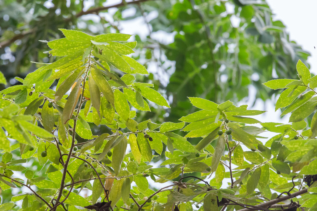 calabur tree from Macara, Ecuador on January 29, 2023 at 03:39 PM by ...