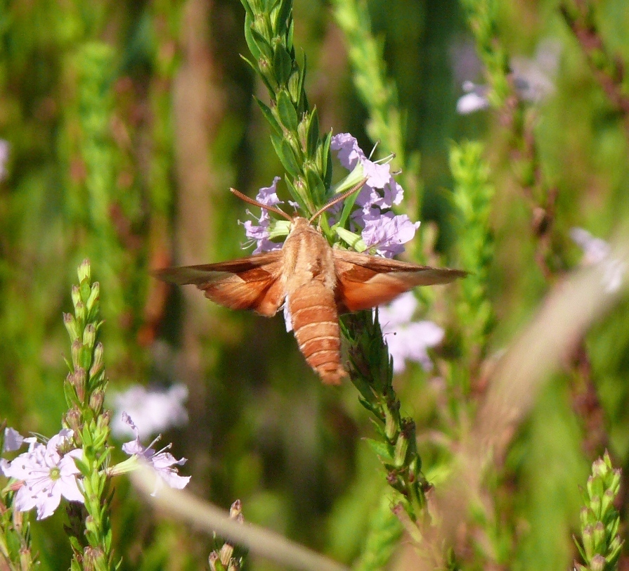 Proud Sphinx in August 2010 by Victor W Fazio III · iNaturalist