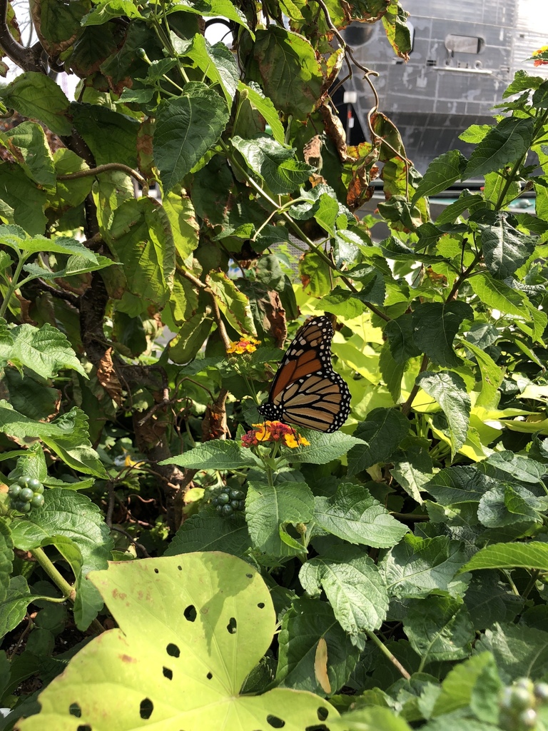 Monarch from National Aquarium, Baltimore, MD, US on October 08, 2018 ...