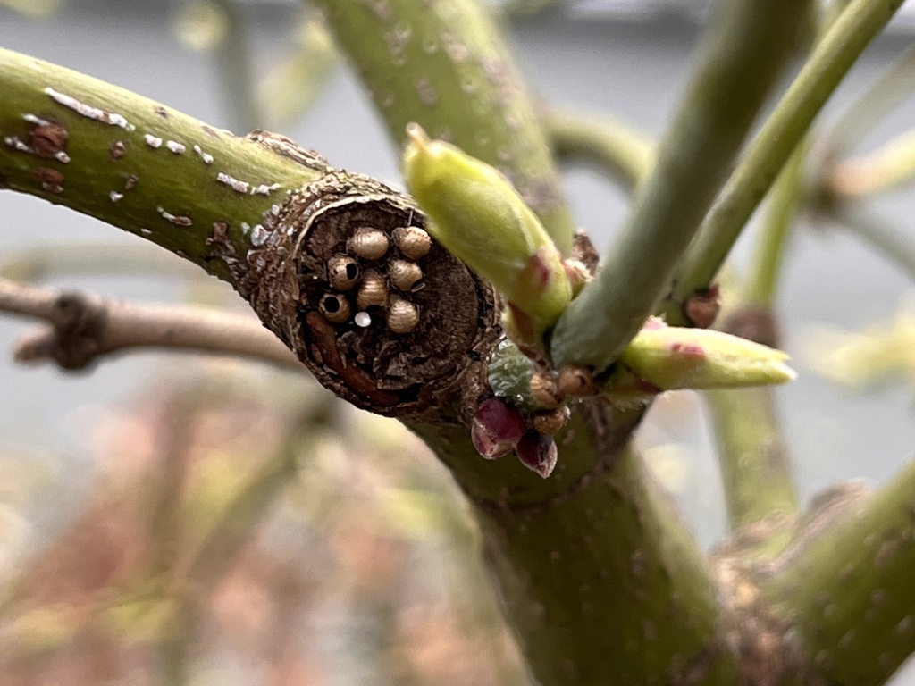 Aphid Mummy Wasps from Wave Hill, New York, NY, US on March 24, 2023 at ...