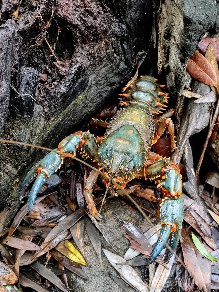 Giant Spiny Crayfish from Blue Mountains, NSW, Australia on March 26 ...