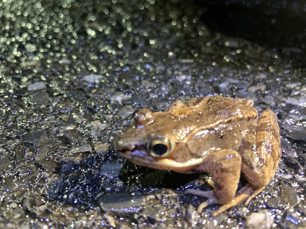 Wood Frog from S Entrance Rd, Elverson, PA, US on March 25, 2023 at 09: ...